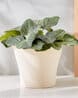 Buy Cream Gardening & Planters for Home & Kitchen by Home Centre Online ...