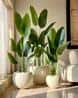Buy Mason Home Artificial Cavendish Traveller Plant | Green Color Home ...